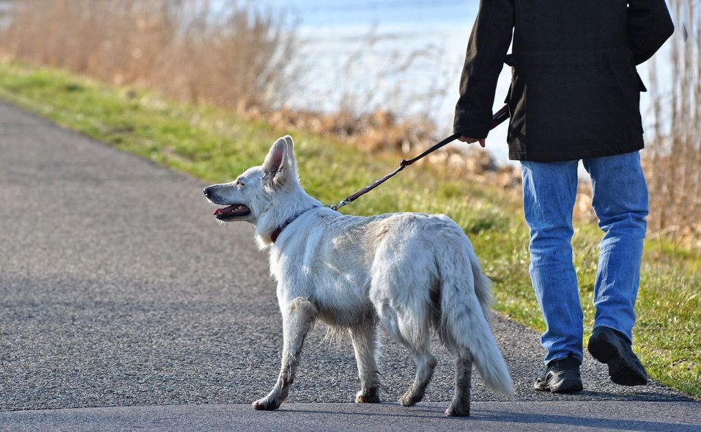 Nizozemci se javljaju za šetanje pasa da zaobiđu prvi policijski sat